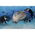 Divers photographing a Giant Grouper Great Barrier Reef Australia ...