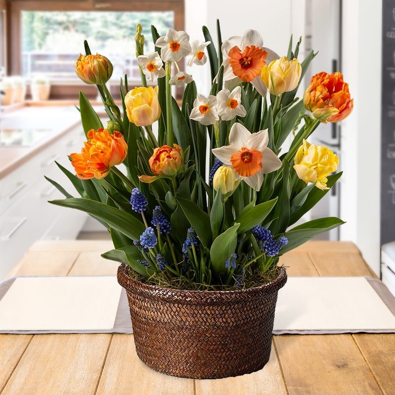 Divine Floral Medley Indoor Potted Bulb Garden - Simply Water and ...