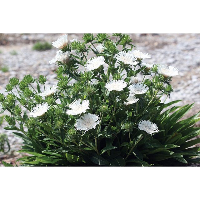Divinity Stokes Aster Perennial - Stokesia - Snowy White Blooms ...