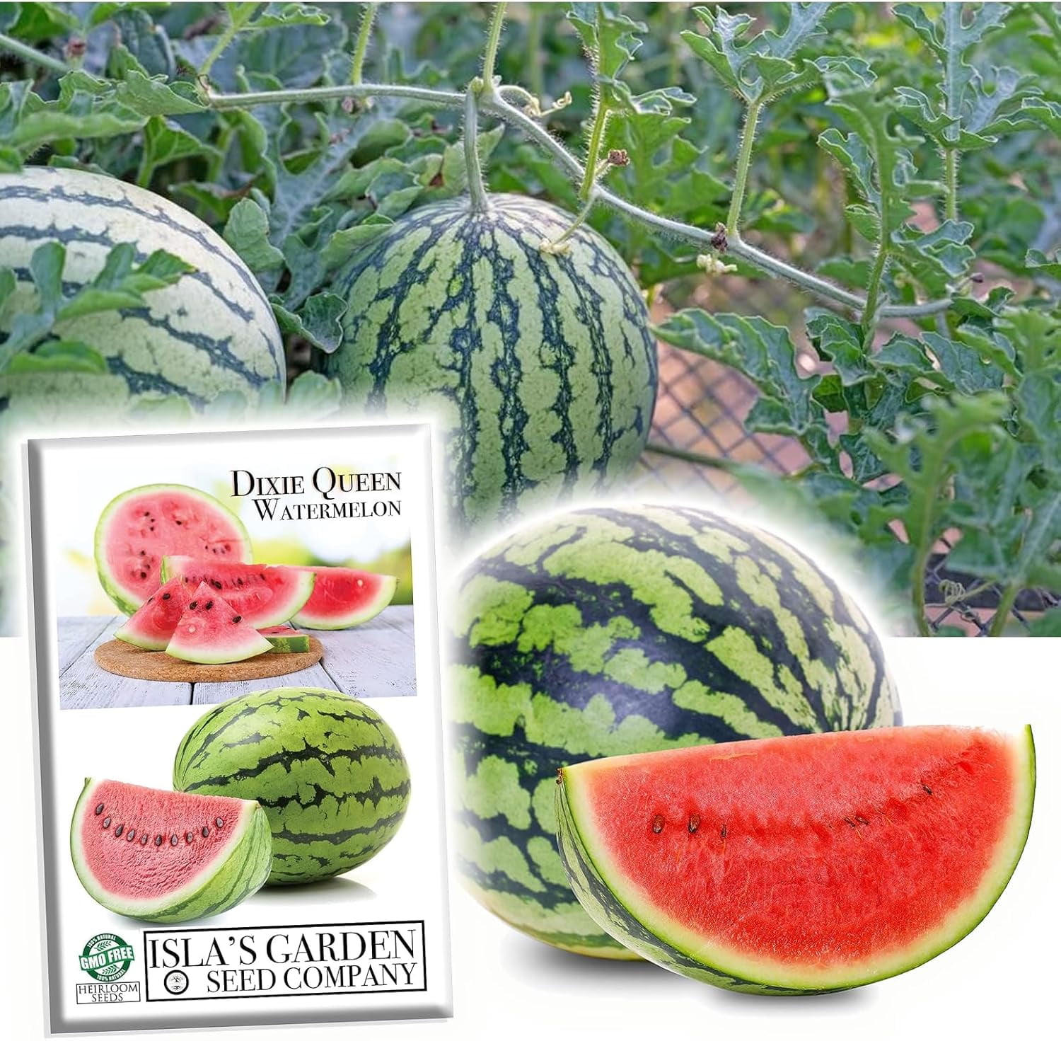Dixie Queen Watermelon Seeds for Planting, 50+ Heirloom Seeds Per ...