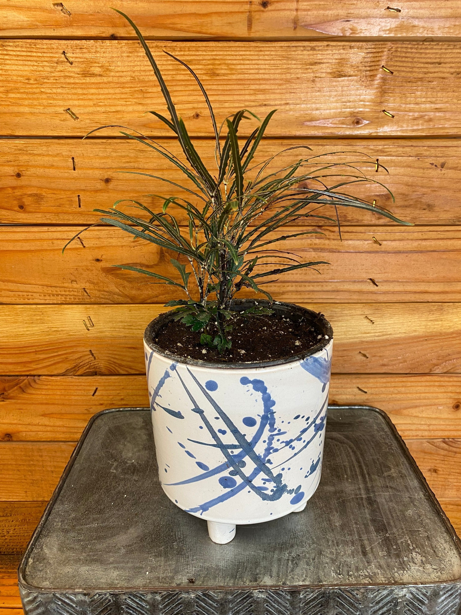 Dizygotheca Elegantissima False Aralia, 6" Plant, The Plant Farm ...