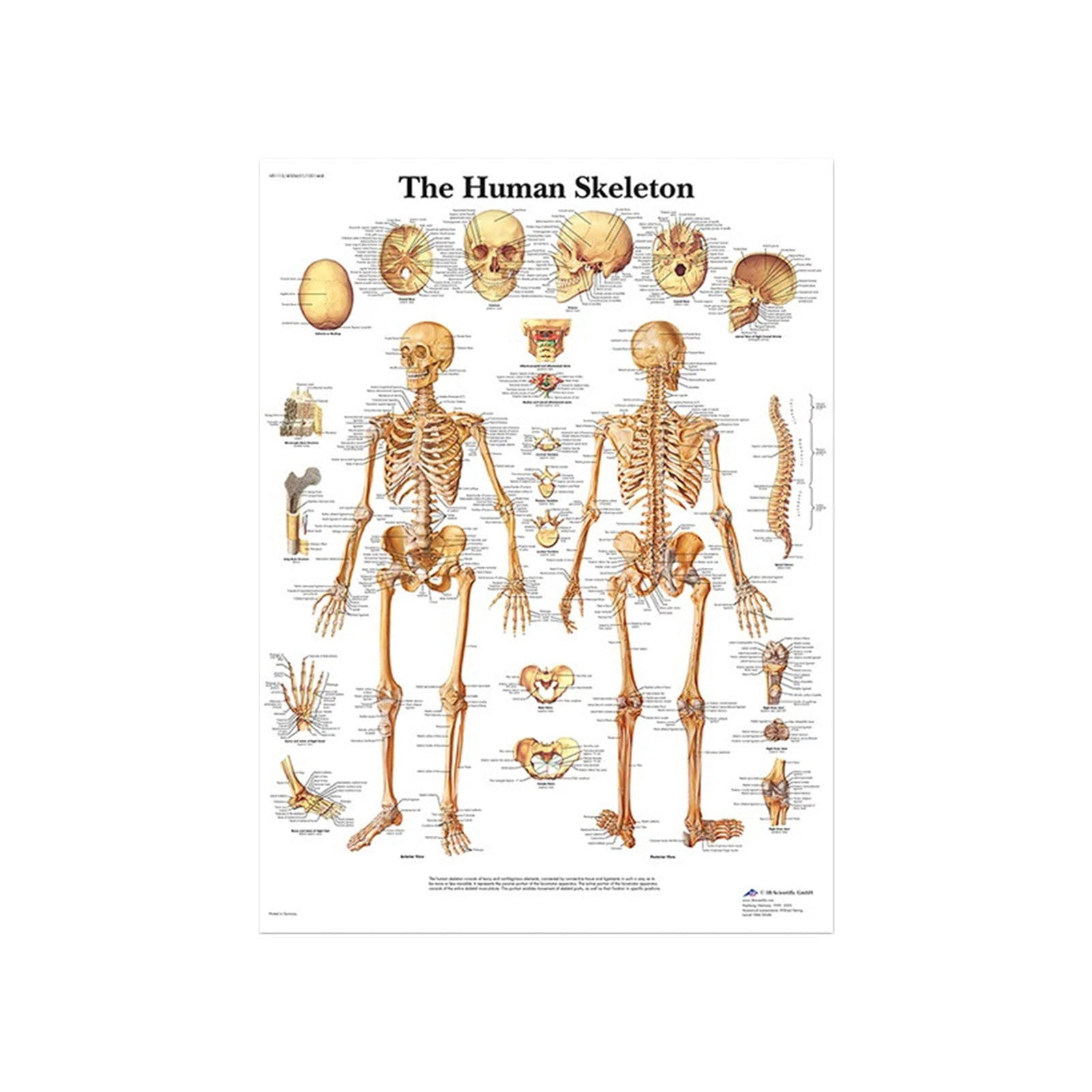 Djadtgl Poster For Teaching Body Structure Anatomy At The Vein And ...