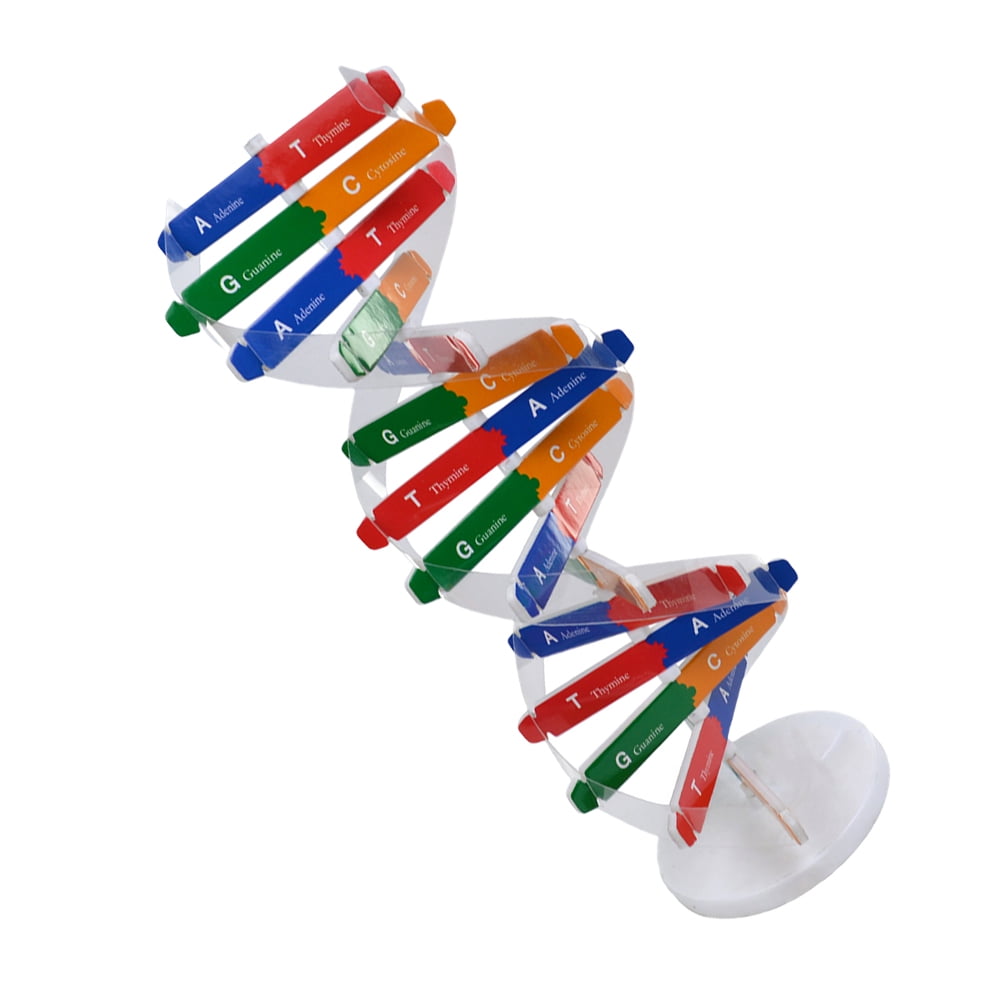 Dna Double Helix Children Science Teaching Toy Model - Walmart.com