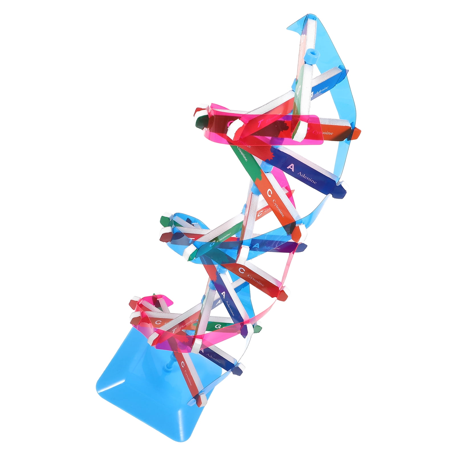 Dna Model Material Package Suite Toys Tool Molecular Biology Double ...