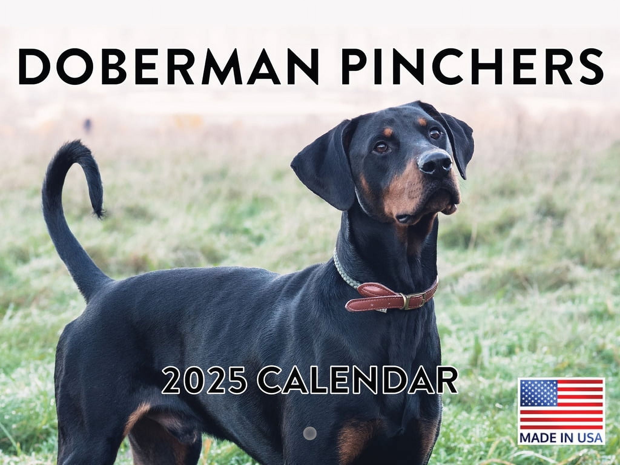 Doberman Pincher Calendar 2025 Monthly Wall Calender 12 Month ...