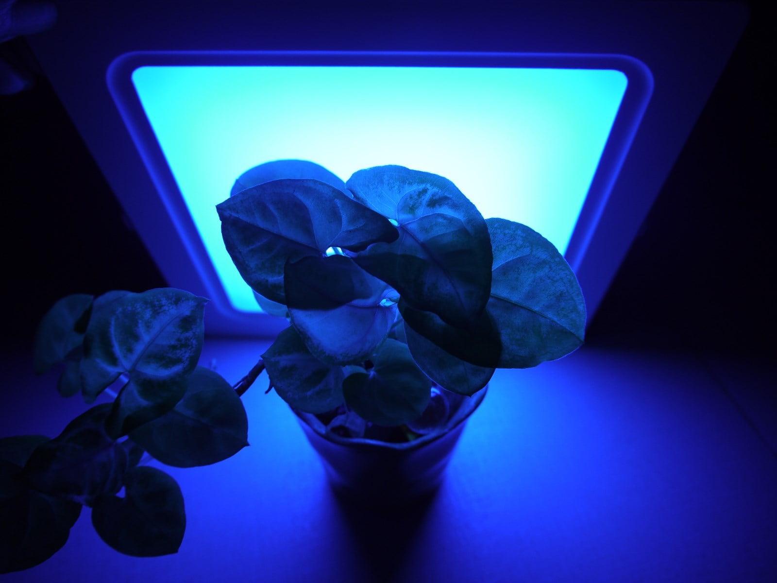 Doc Brown Herb Plant Rejuvenate Grow 90SMD LED UV Light Panel 110V USA ...
