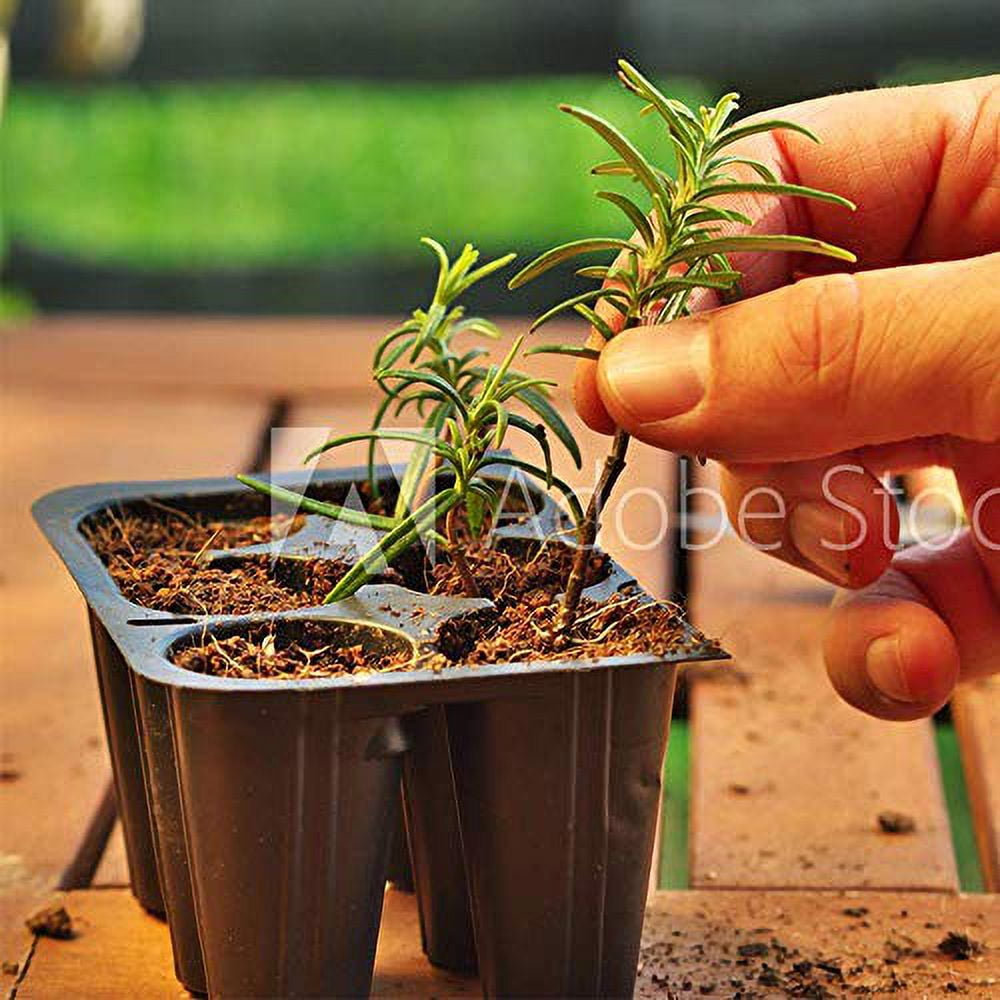 Doff Hormone Rooting Powder Plant and Cuttings 75g Dibber Pack Rootings ...