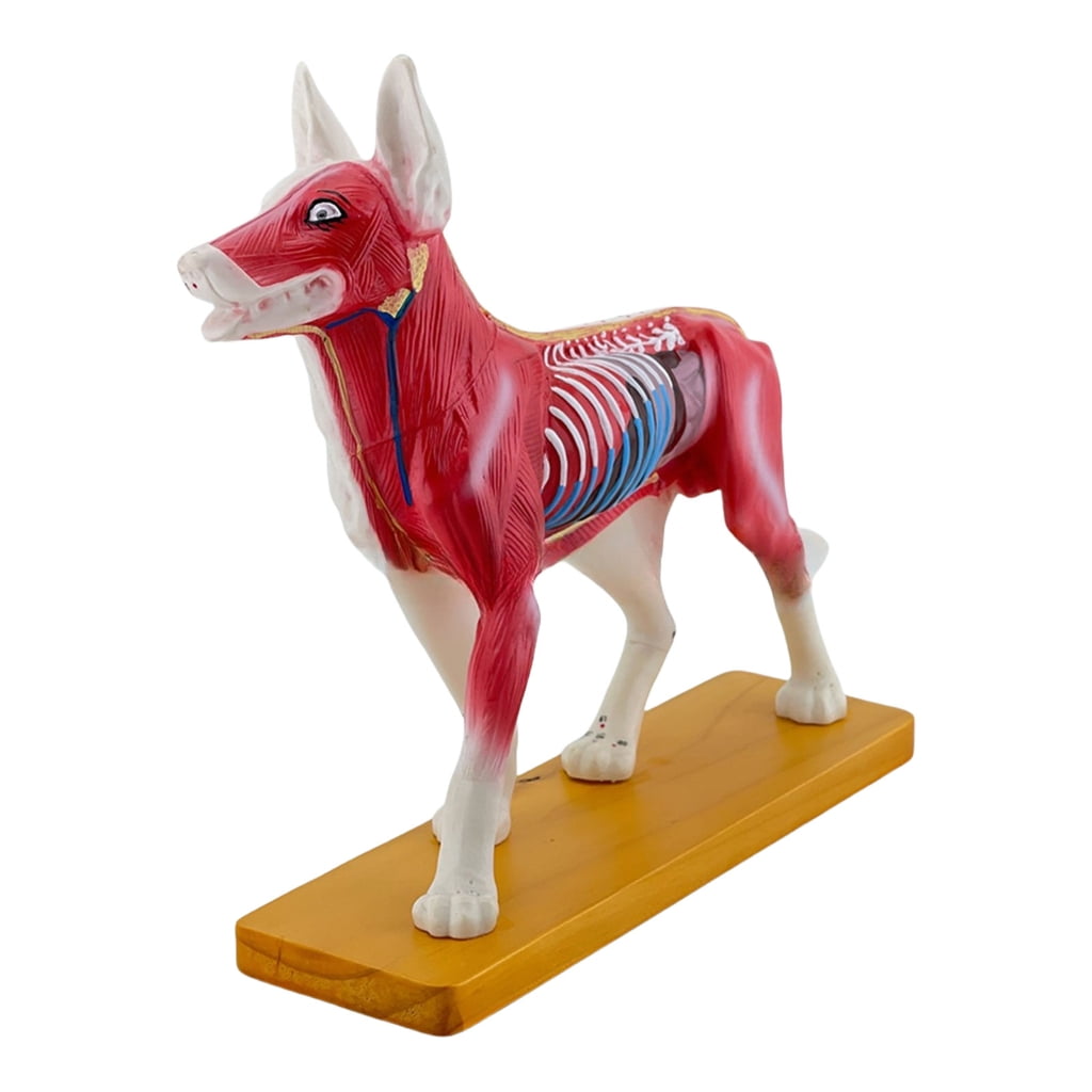 Dog Acupuncture Model Dog Anatomical Model Acupuncture Training Model ...