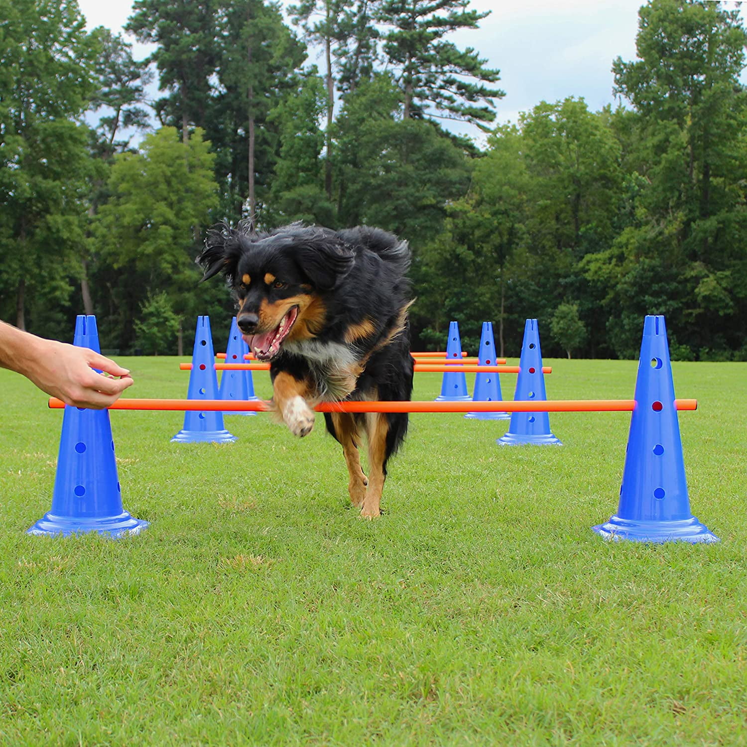 Dog Agility Hurdle Cone Set - Canine Training Set - Obedience ...