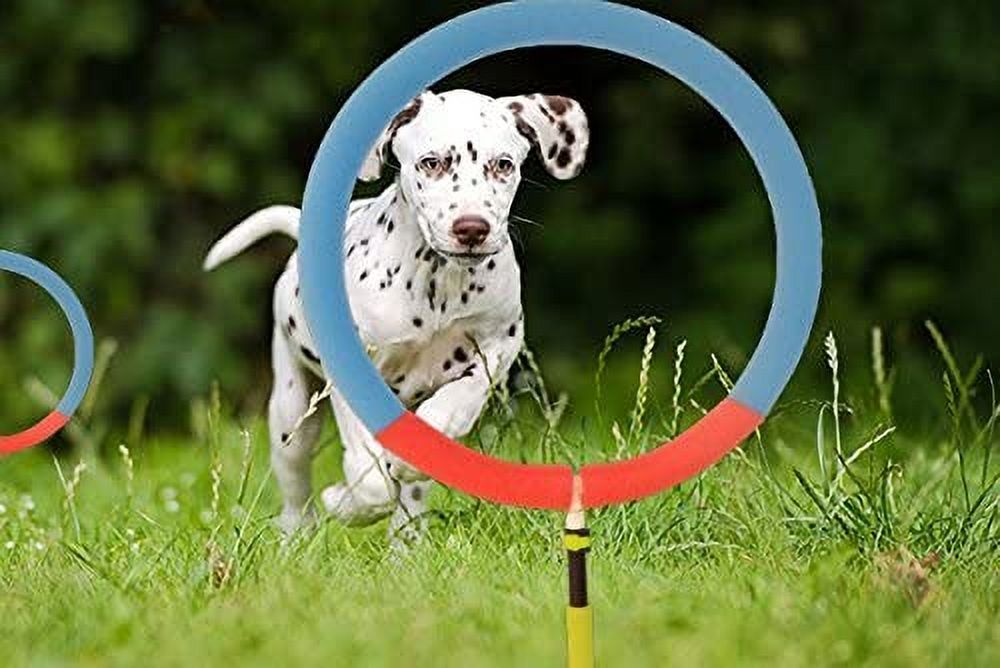 Dog Hoop Jump