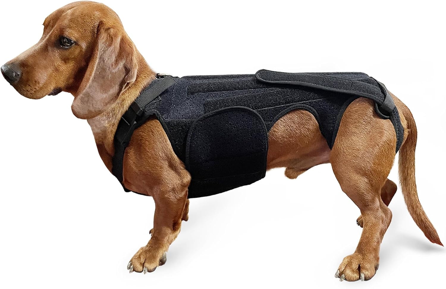 Dog Back Brace, IVDD Back Brace for Dogs, Back Bracer for Dachshund ...