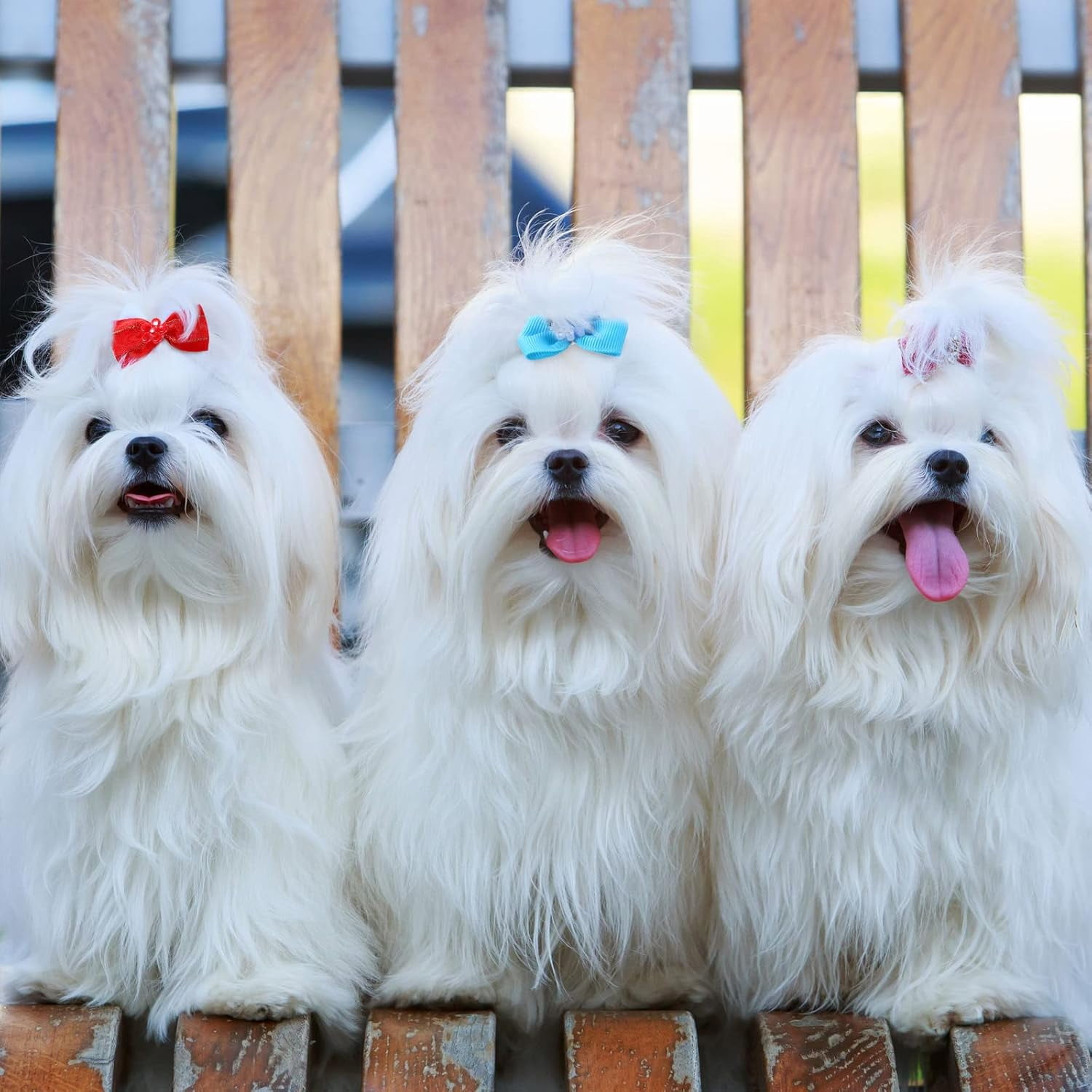 Dog Bows with Rubber Bands, Puppy Hair Clips, Grooming Accessories ...