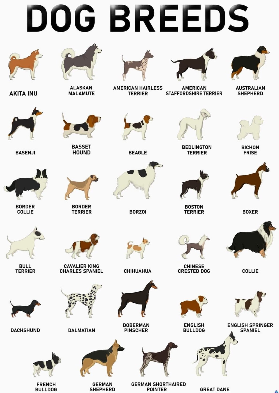 Dog Breeds Posters Breeds for Lovers, Professionals Wall Art & Decor ...