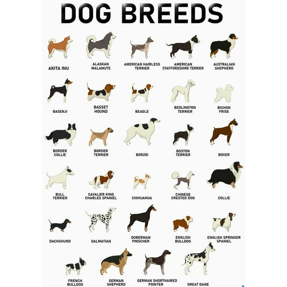 Dog Breeds Posters Breeds for Lovers, Professionals Wall Art & Decor ...