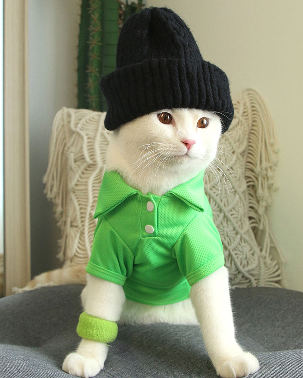 Dog Cat Kitten Shirts Collared Polo T-Shirts for Small Medium Dogs Cats ...