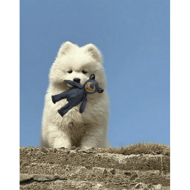 Dog Chew Toy, Indestructa Bear, Indestructible Bear for Dogs, Unbreaka Bear Dog Toy, 2025 New ...