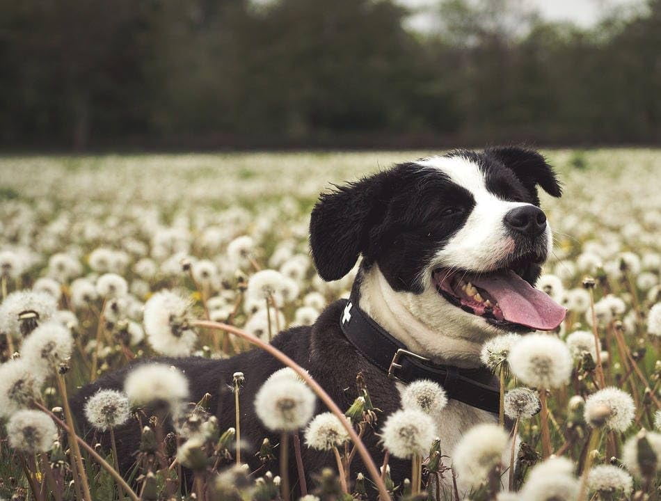 Dog in Dandelion Field Wooden Puzzle for Adults 500 Piece Border Collie ...