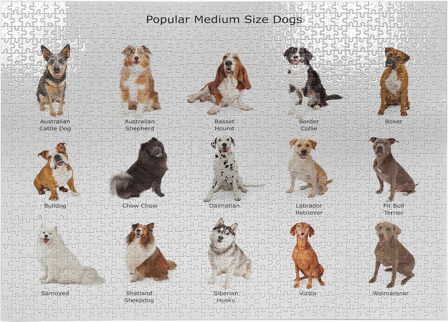 Dog Group Different Puppy Breeds Family Type Species Dalmatian Husky ...