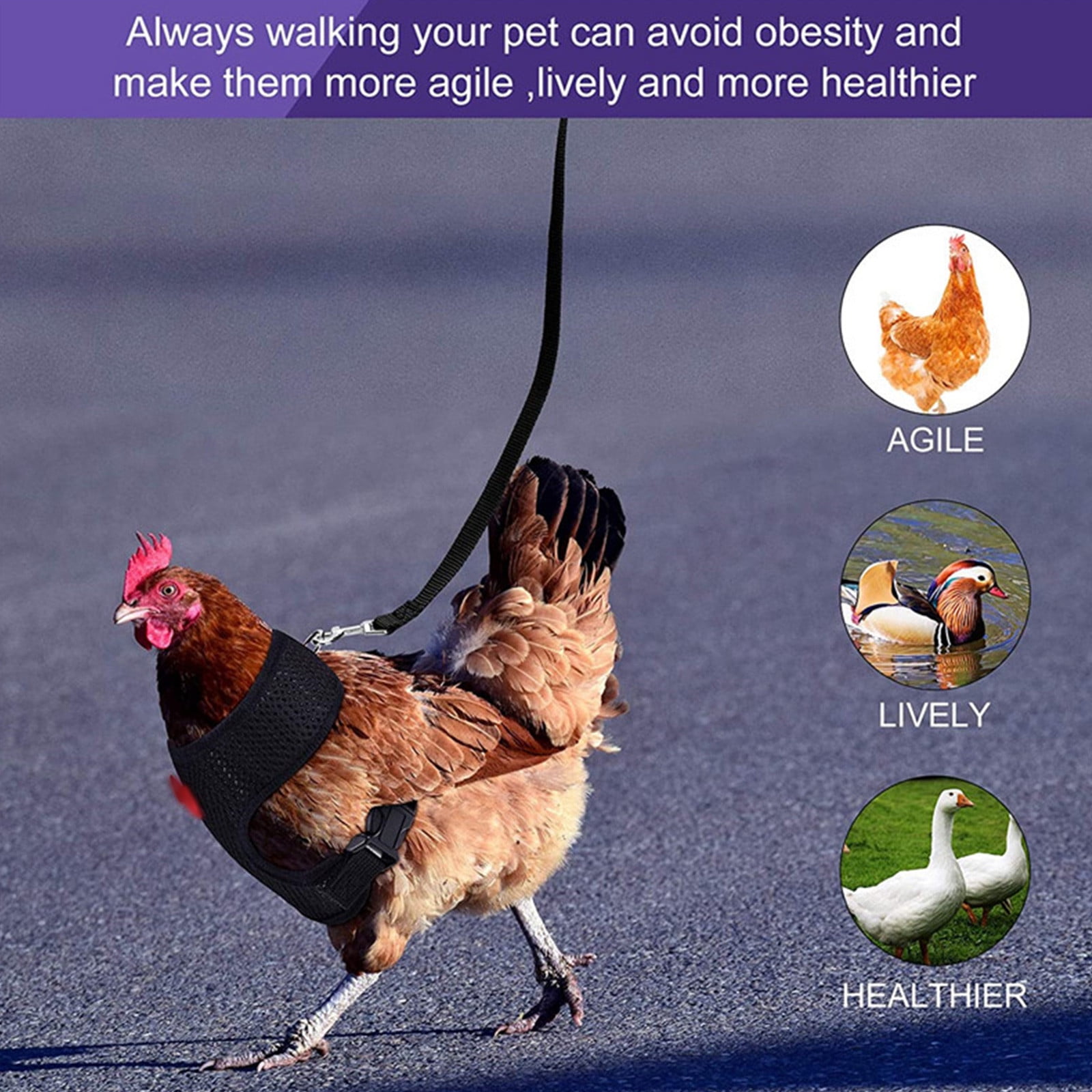 Dog Harness Small Sized Dog Chicken Harness and Leash Bunny Harness and ...