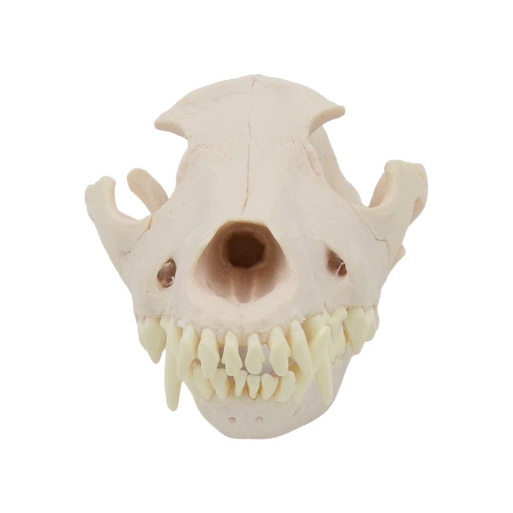 Dog Head Anatomy Model Realistic Dog Head Skeleton Model Anatomy Model ...