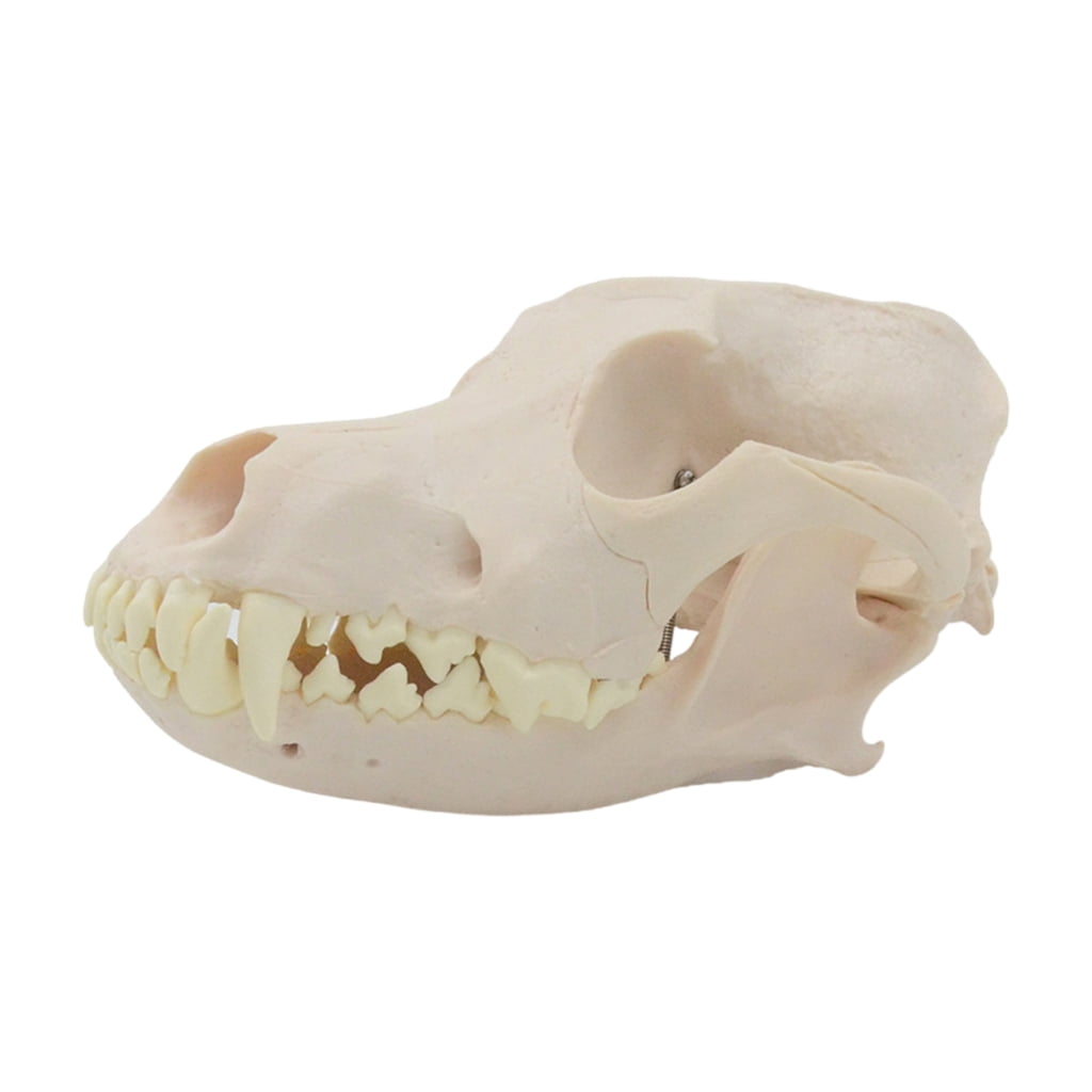 Dog Head Anatomy Model Realistic Dog Head Skeleton Model Anatomy Model ...