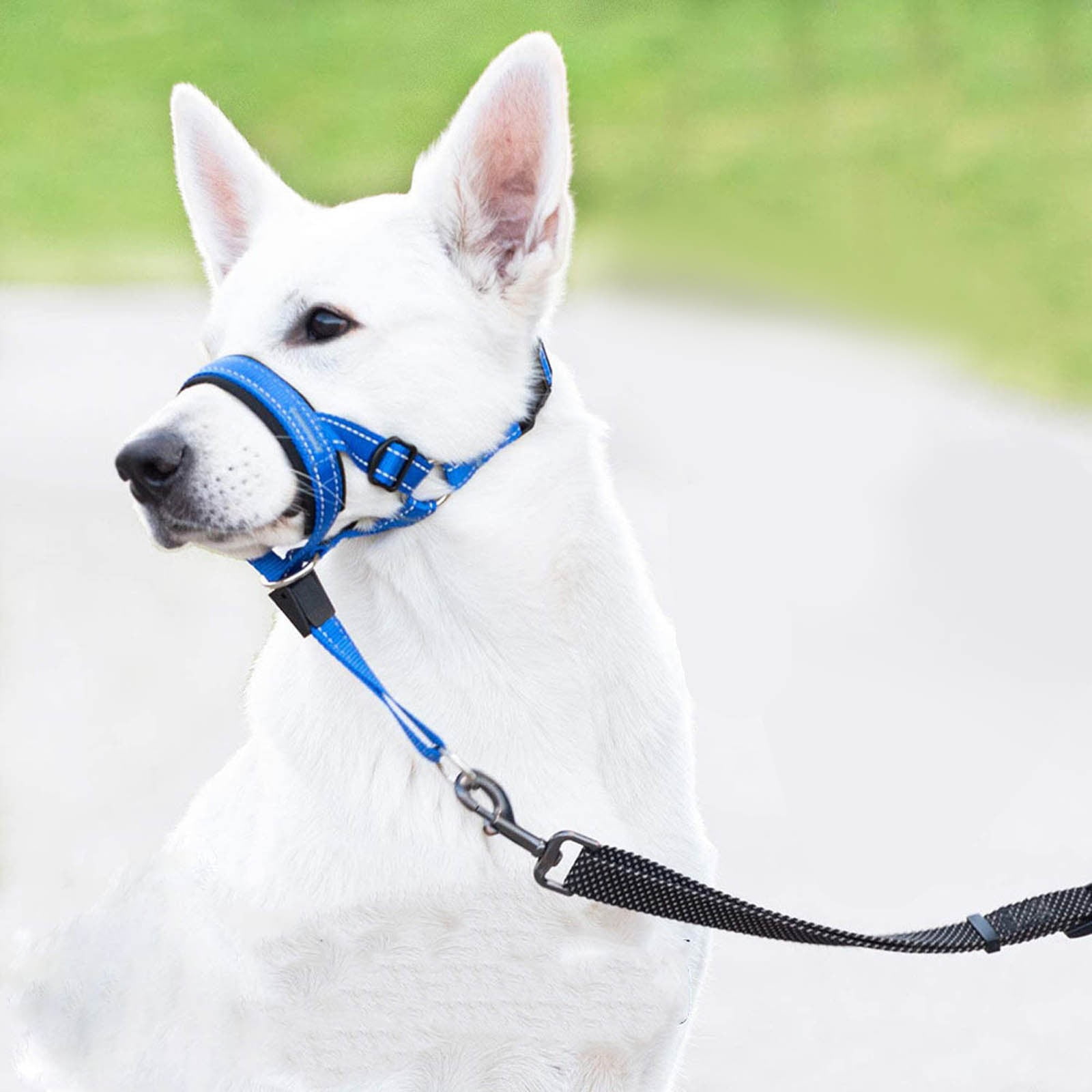 Dog Head Halter with Safety Strap - Padded No Pull Headcollar for Small ...
