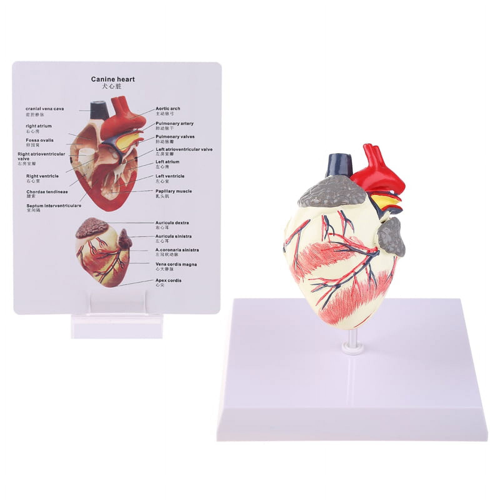 Dog Heart Anatomy Model Canine Pet Organ Study Teaching Aid Education ...