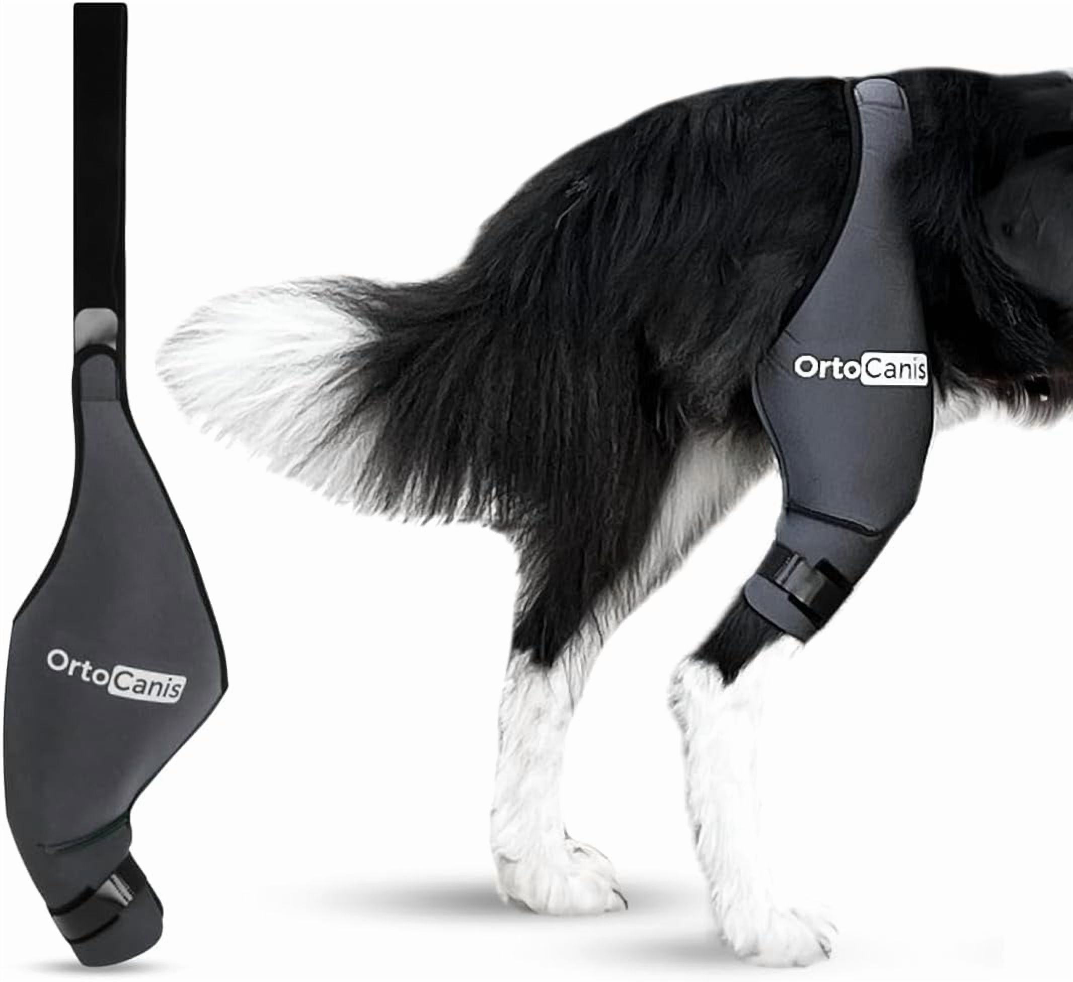 Dog Knee Brace - for Left Hind Leg - Made of ARD Neoprene - for ACL ...