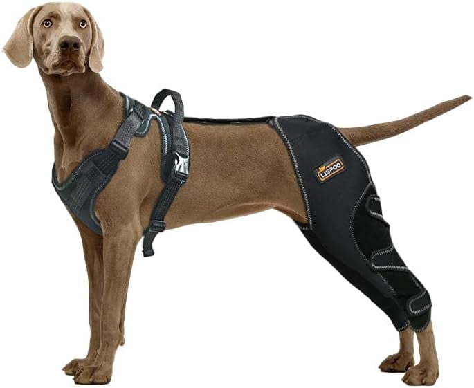 Dog Knee Brace for hind Leg Warms Joints and Stable, Dog Leg Brace ...