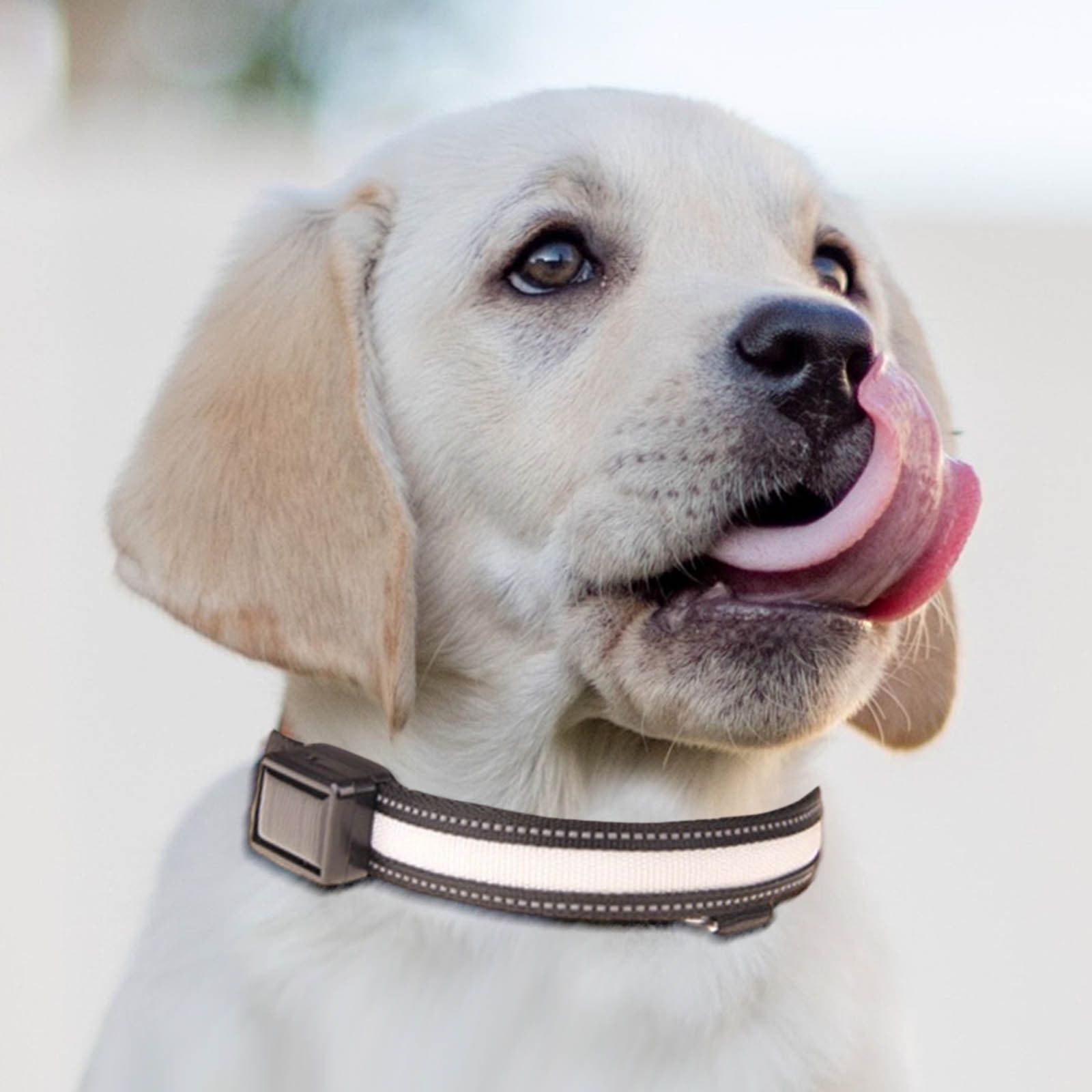 Dog LED Light Collar and Leash Set | USB & Solar Charging | Adjustable ...