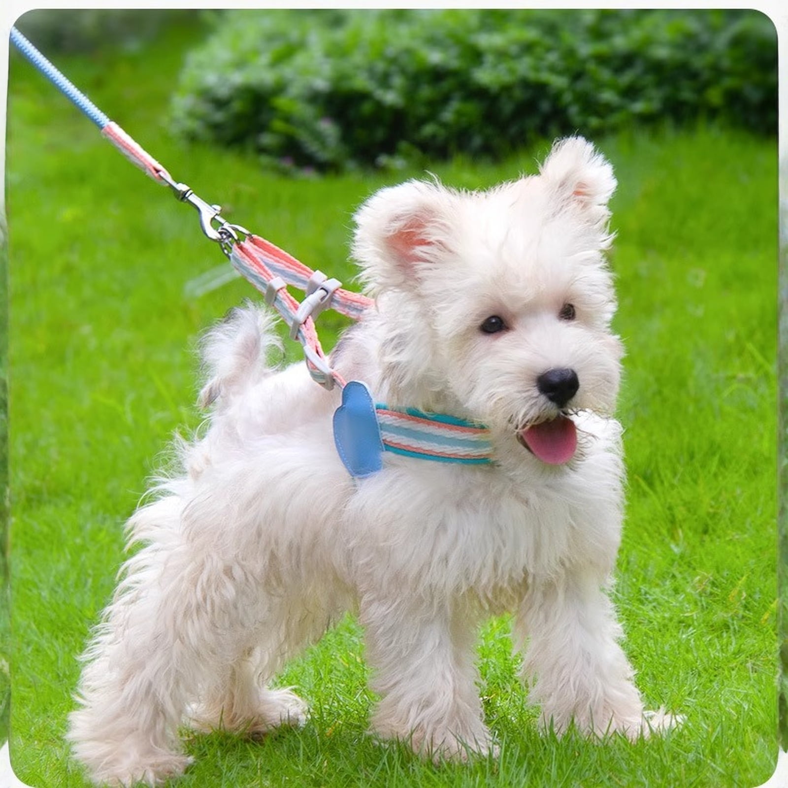 Dog Leashes for Small & Medium Dogs,Dog Vest Leash: Dopamine for Small ...