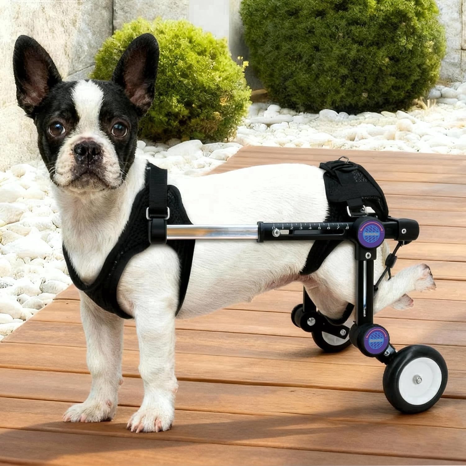 LetPetRun Dog Wheelchair for Back Legs, XXS Adjustable Lightweight ...