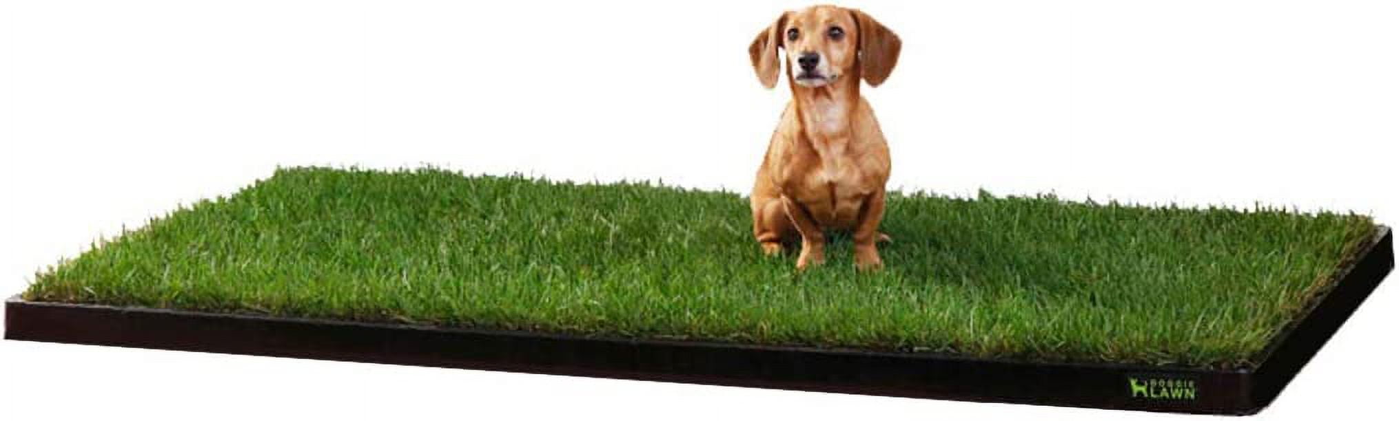 DoggieLawn Dog Potty - Real Grass - XLarge 24x48 inches - Walmart.com