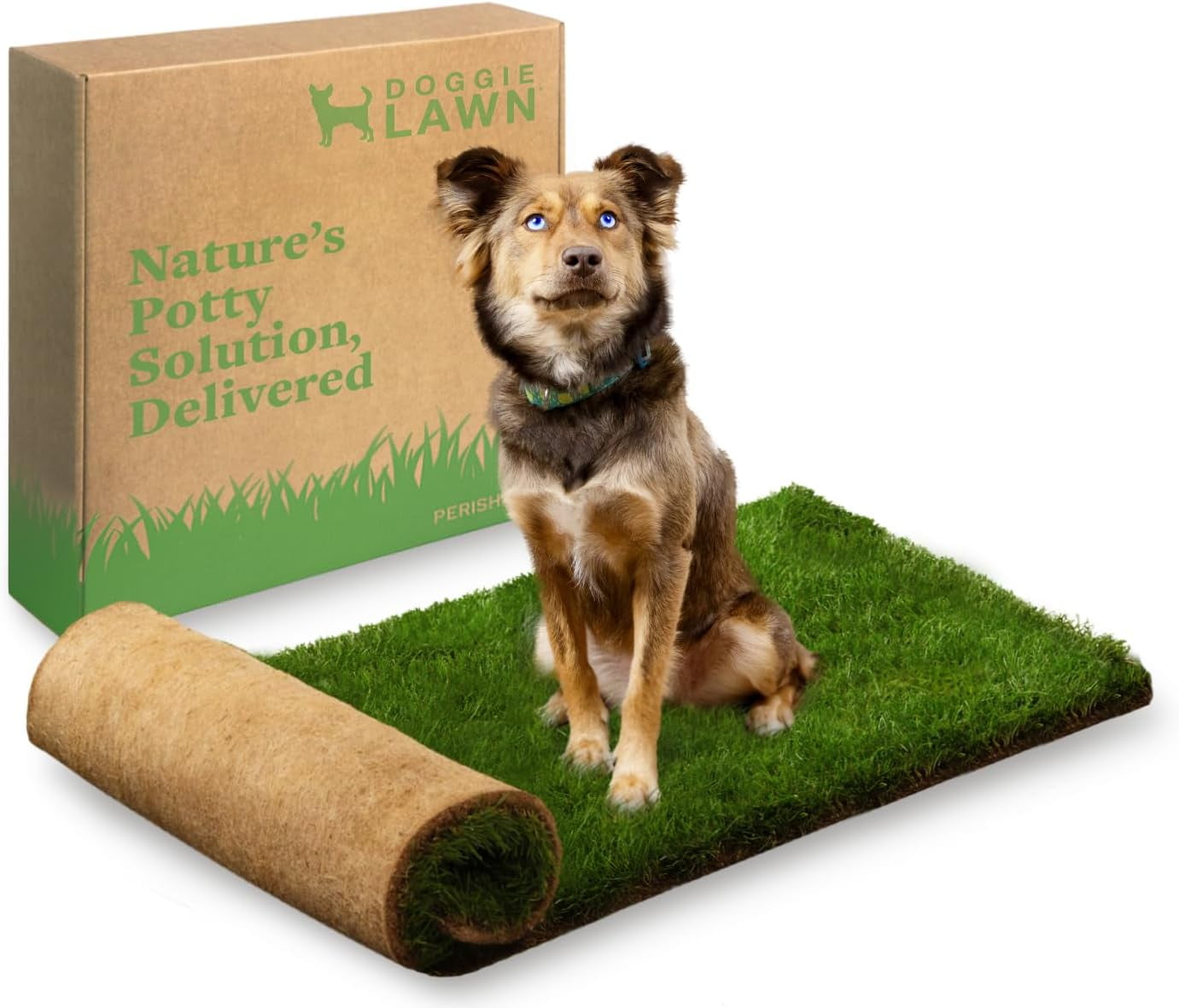 DoggieLawn Real Grass Disposable Potty Training Puppy Pads - 48 x 24 ...