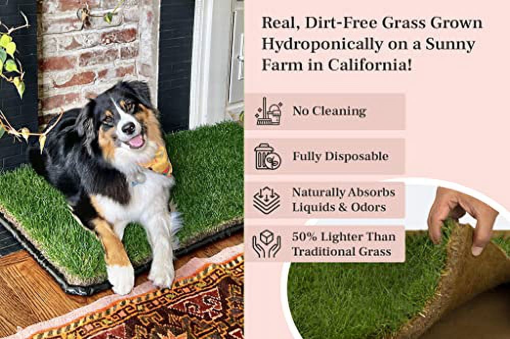 DoggieLawn XL - Real Grass Disposable Potty Training Puppy Pee Pads ...