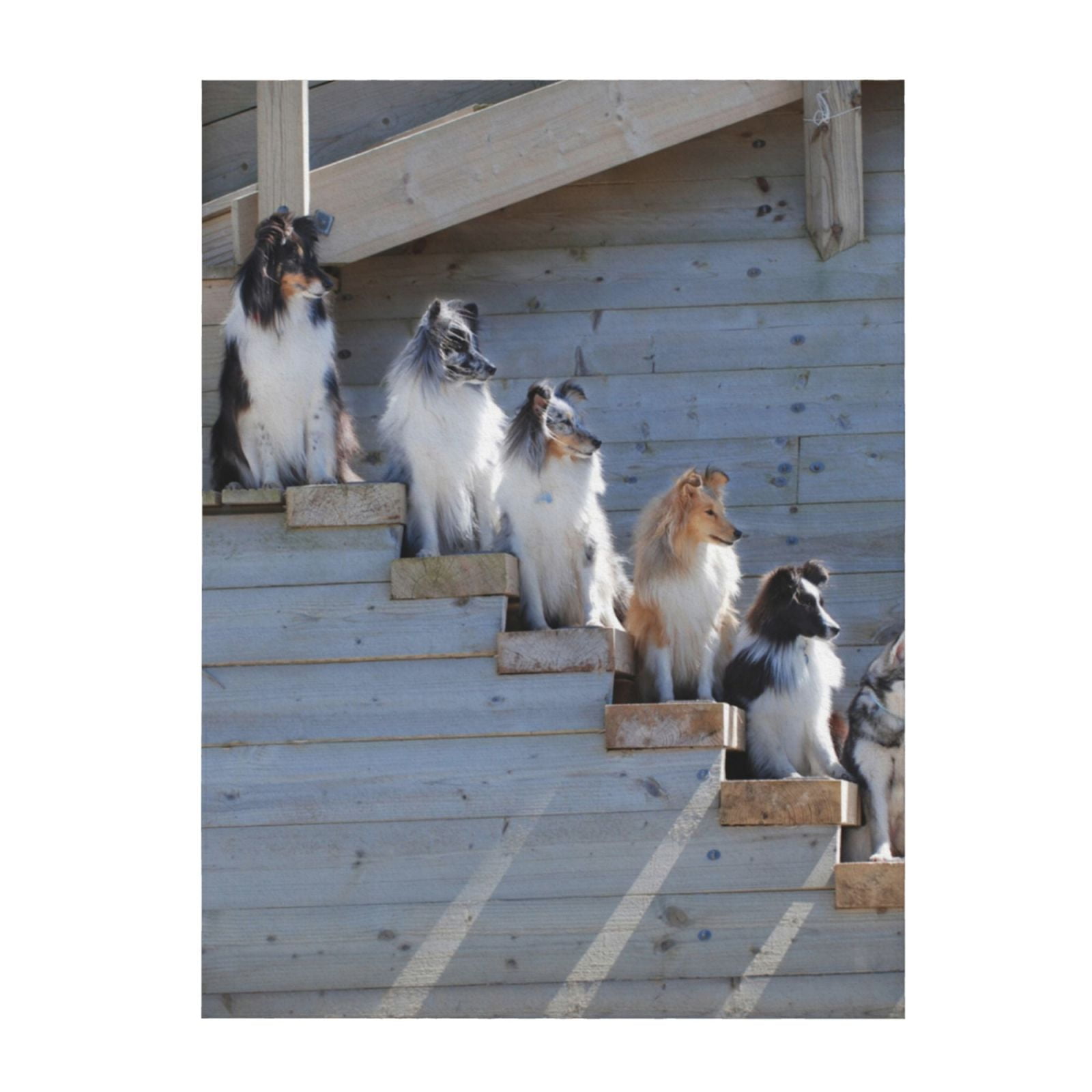 Dogs Border Collie Shetland SheepDogs Alaskan Warm Blanket Throw ...