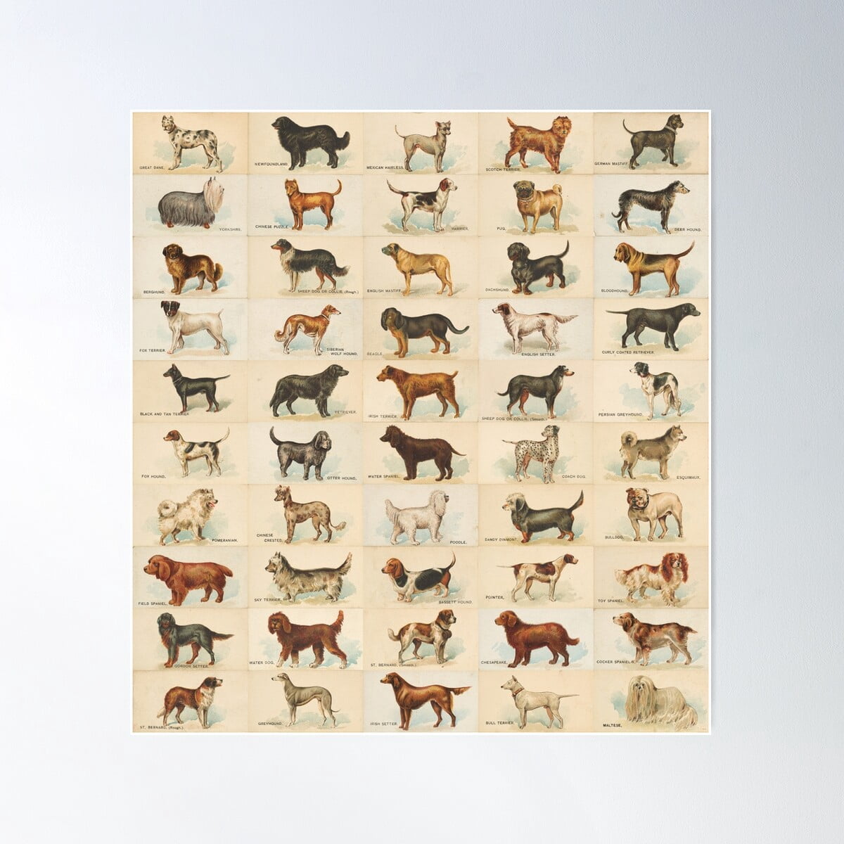 Dogs Of The World Poster Wall Art, Modern Wall Decor For Living Room ...