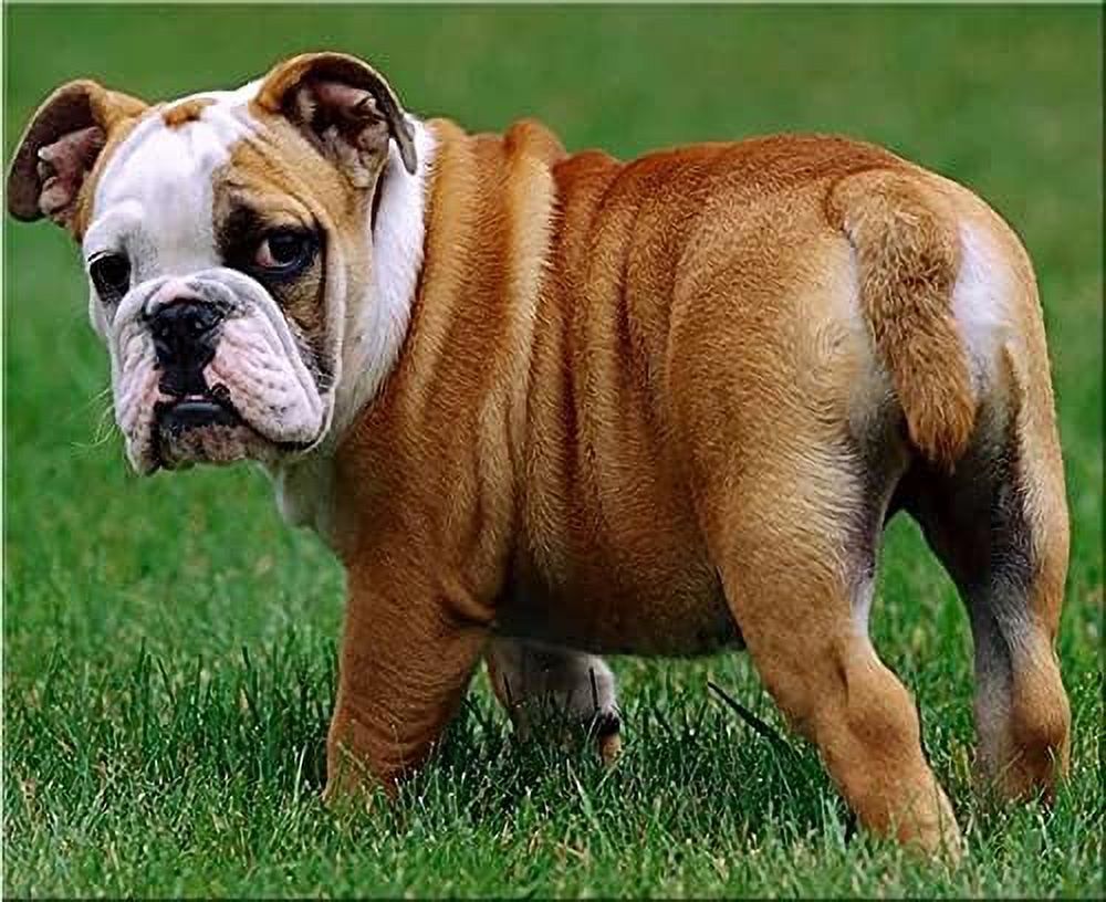 Dogs in The Park Wooden Jigsaw Puzzles for Adults -English Bulldog-500 ...