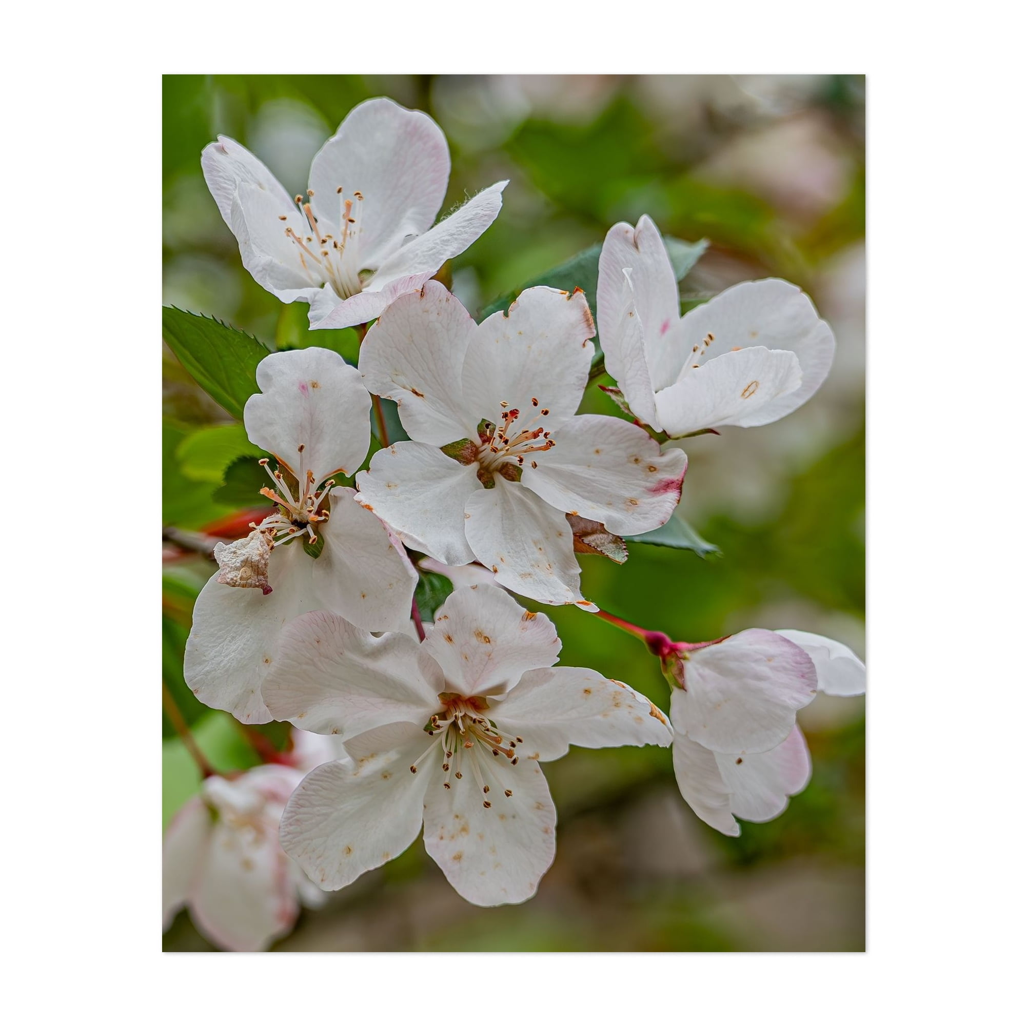 Dogwood Blooms on a Spring Day in PA - Pennsylvania Photography Cherry ...