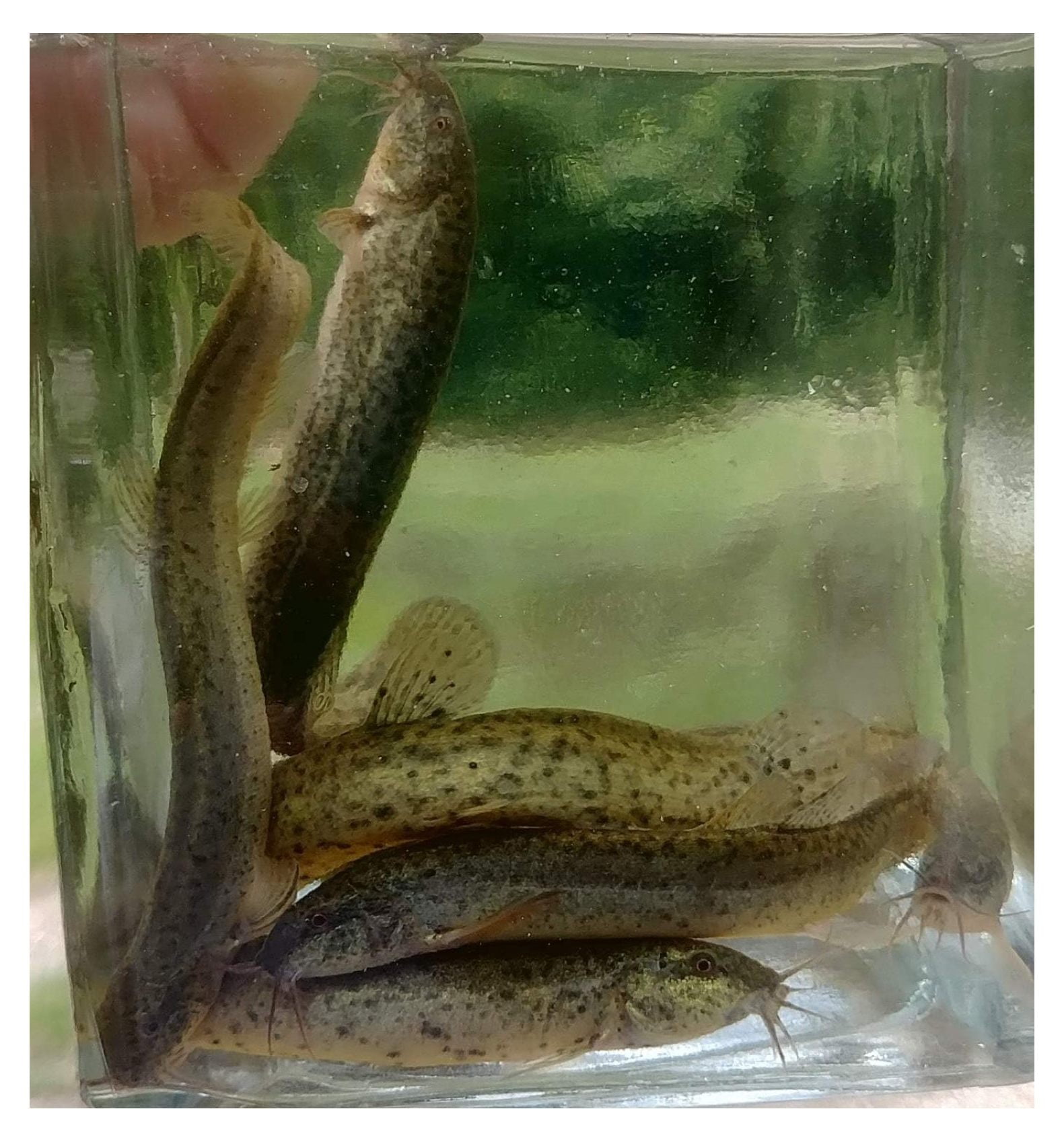 - Dojo Loach - Walmart.com