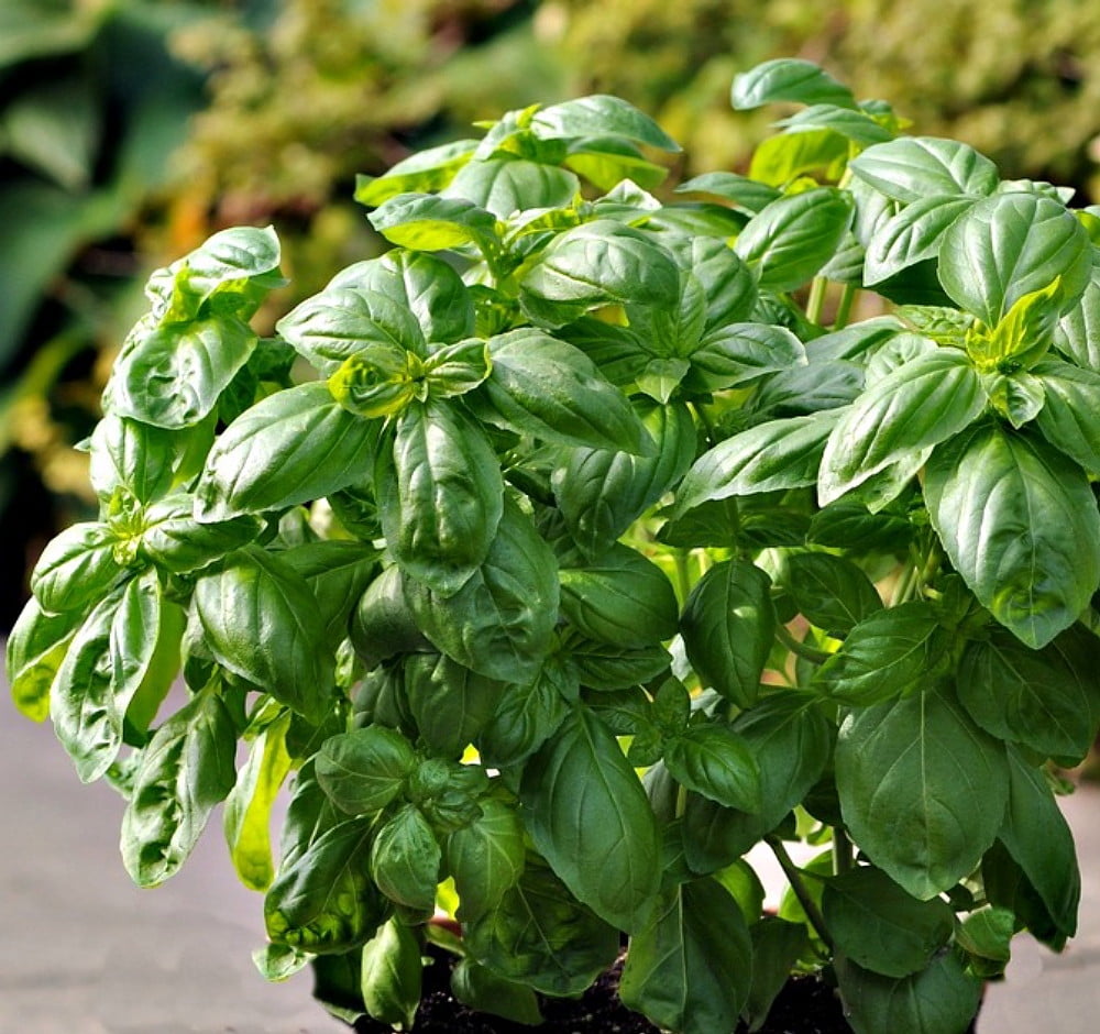 Dolce Fresca Sweet Basil Herb - Strong Scent/Flavor - Vigorous Plant ...
