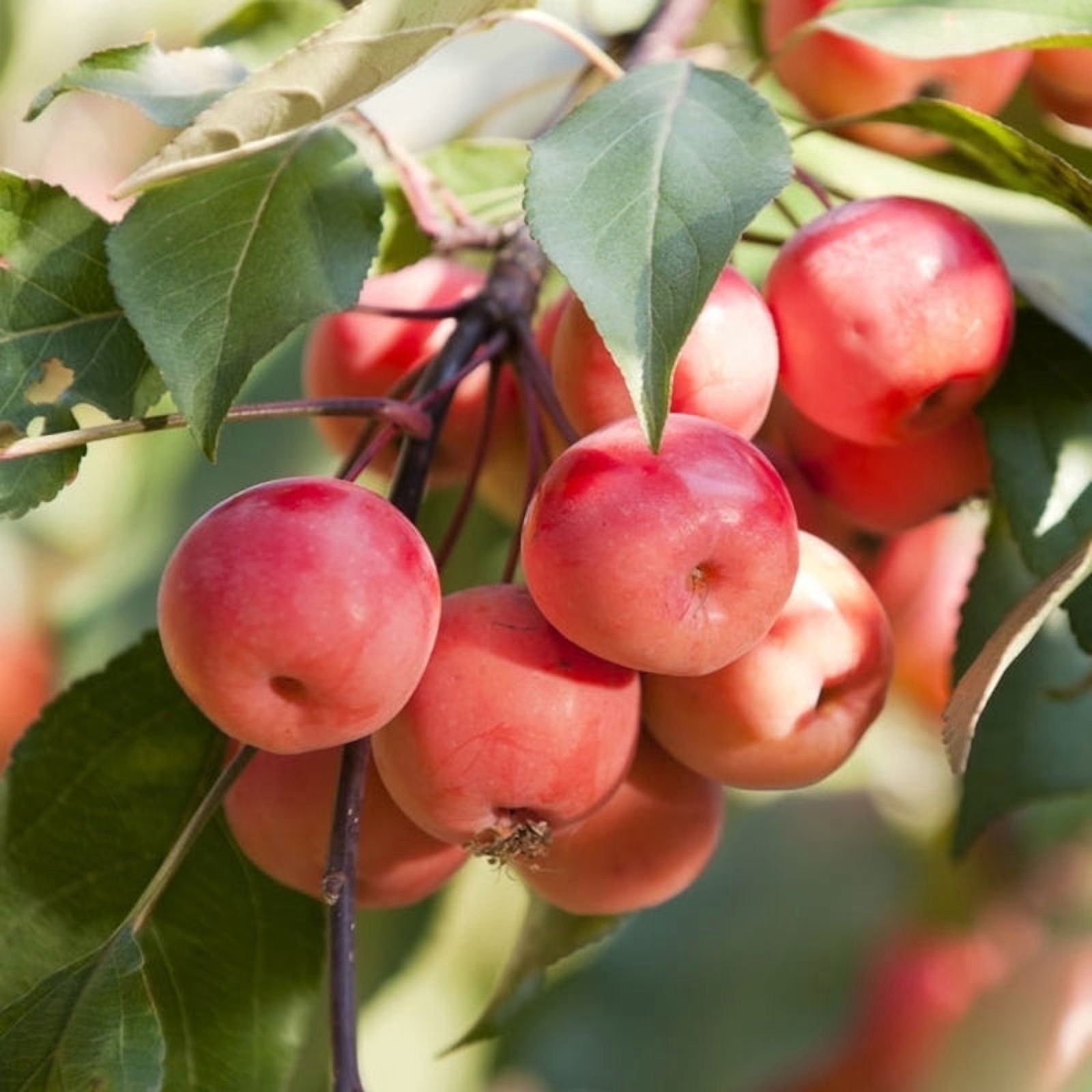 Dolgo Crabapple Live Tree – 5 Gallon - Walmart.com
