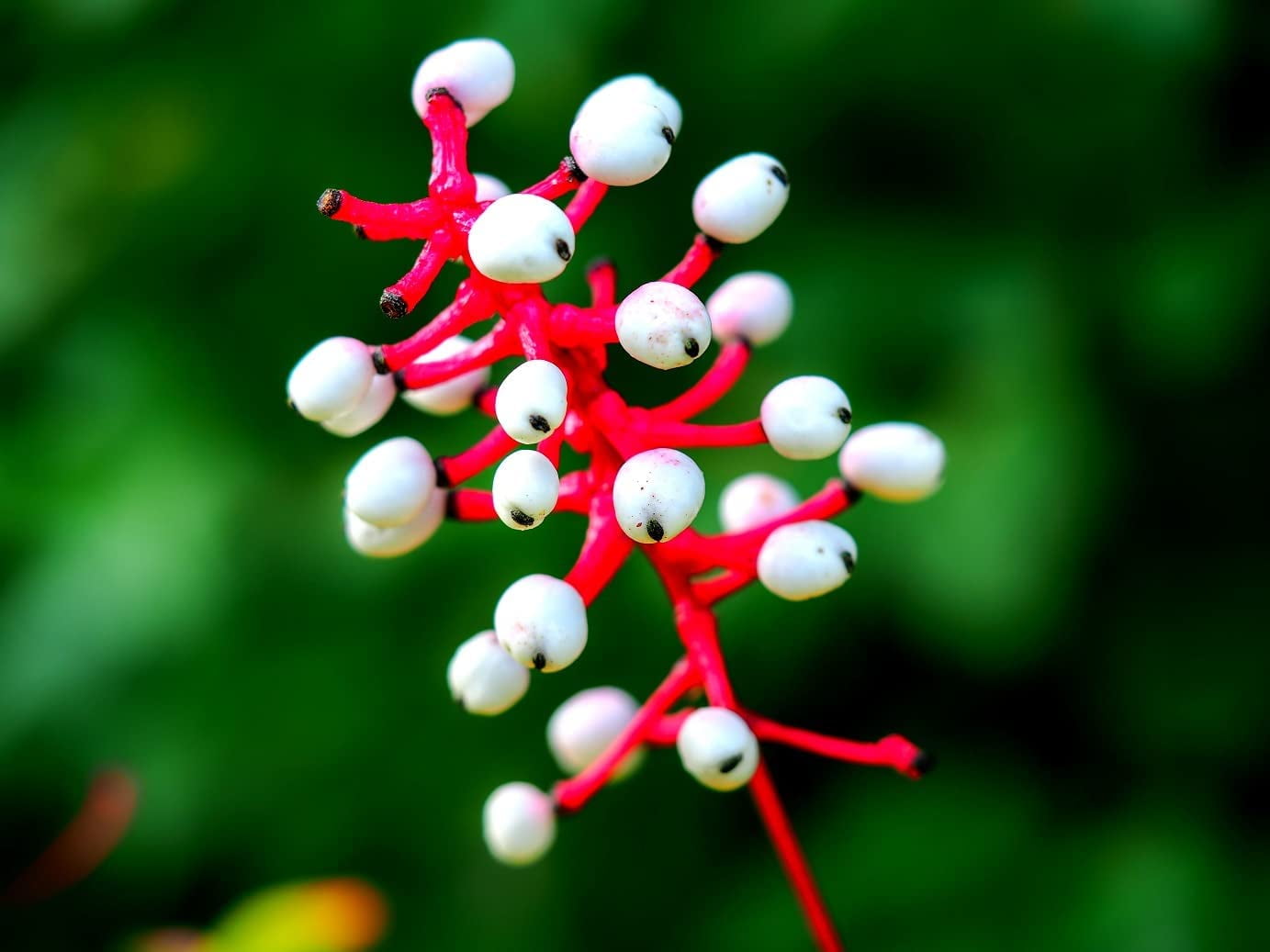 Doll's Eyes Wildflower Seeds - 20+ Seeds of Actaea pachypoda - Non-GMO ...