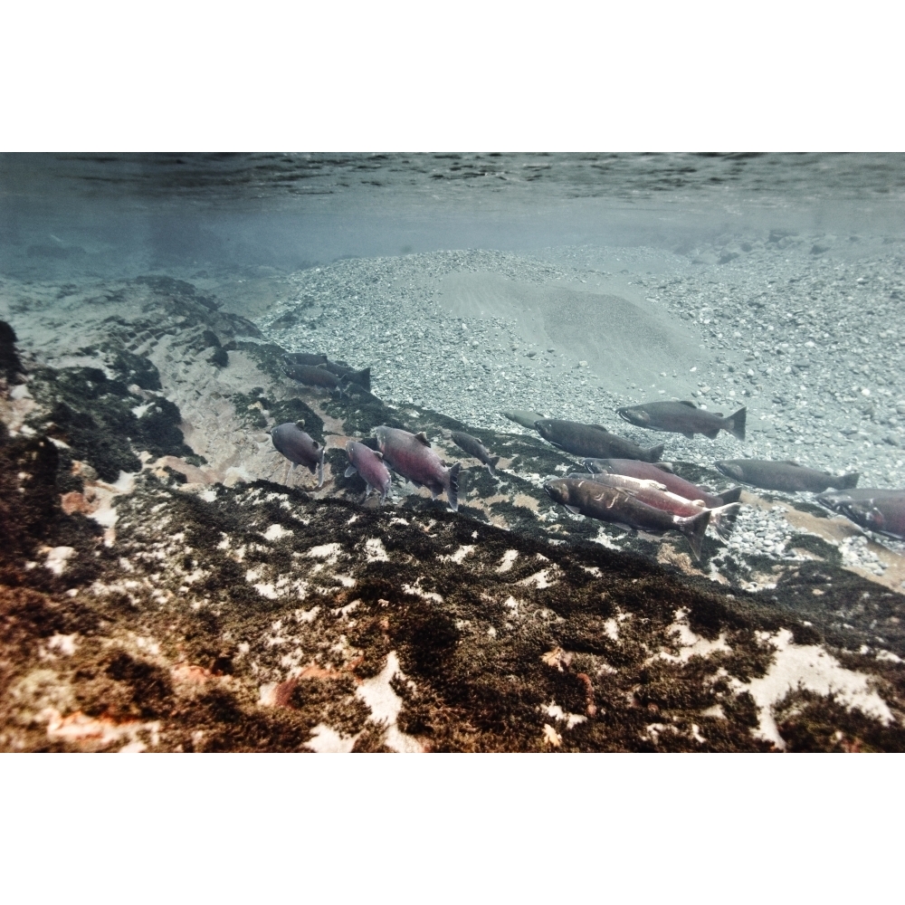 Dolly Varden Char With Coho Salmon Schooling In Pool On Spawning ...