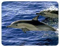 Dolphin Coasters - Walmart.com