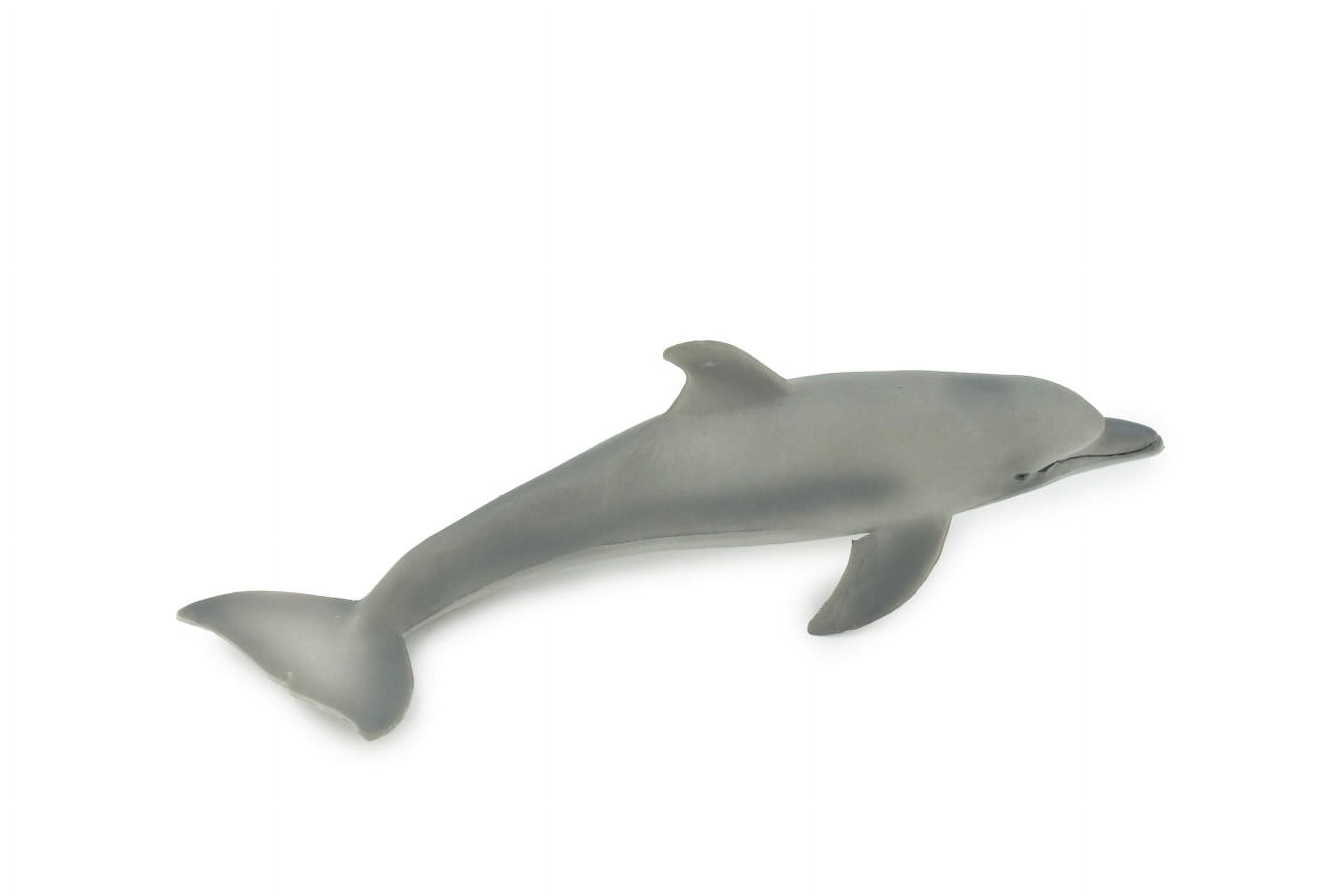 Dolphin, Porpoise, Bottlenose, Marine Mammal, Museum Quality, Hand ...