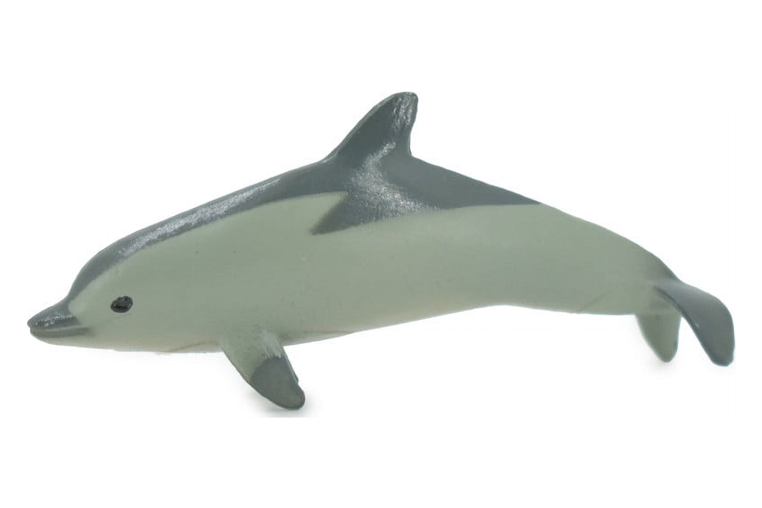 Dolphin, white sided dolphin, Bottlenose, High Quality, Hand Painted ...