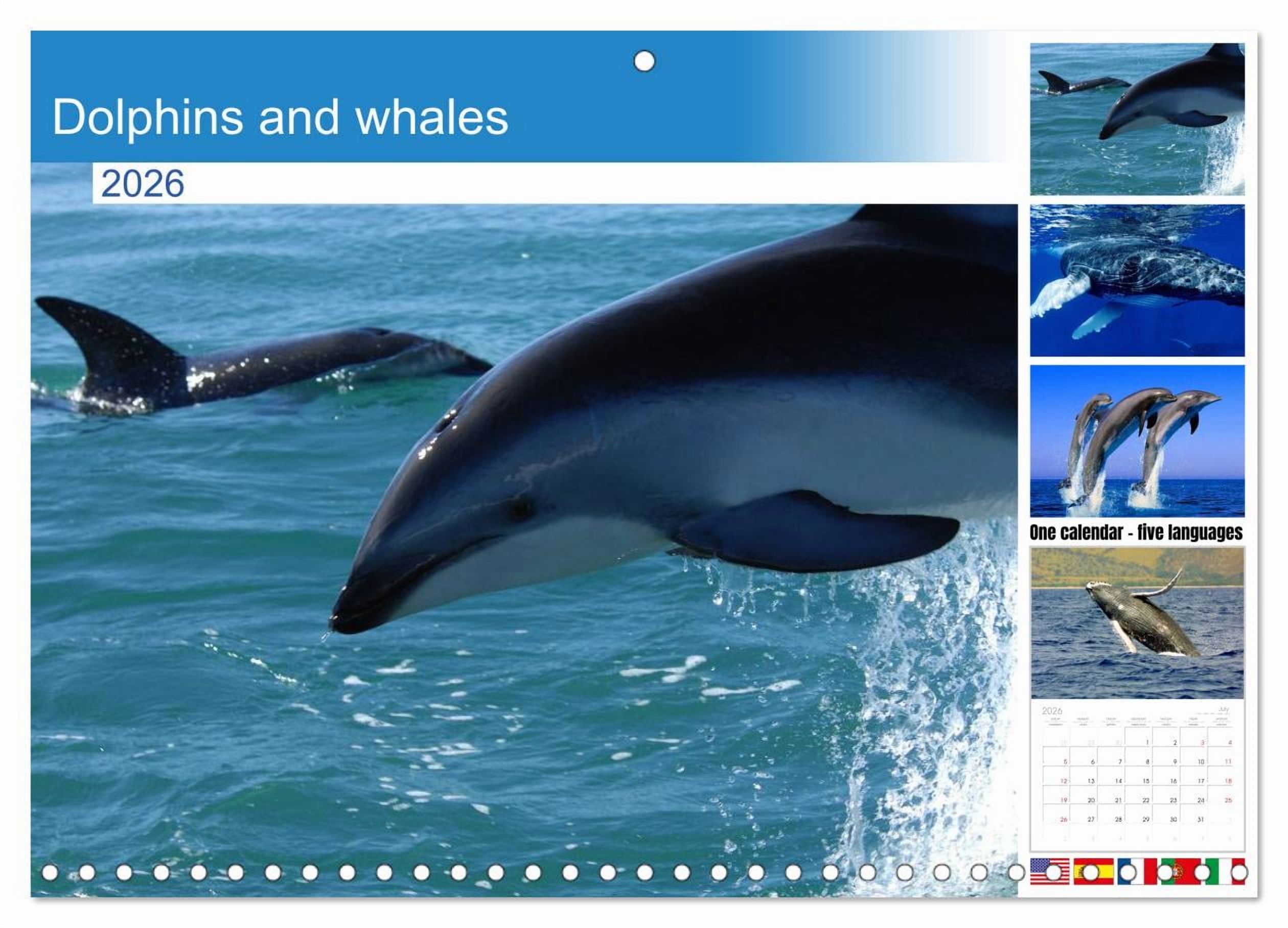 Dolphins and whales (Monthly Wall Calendar 2026 11.7 x 16.5 (open ...