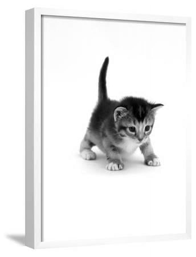 Domestic Cat, 3-Week Ticked-Tabby Kitten, Animals Framed Art Print Wall ...