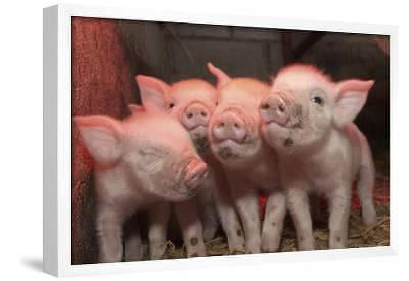 Domestic Pig, Middle White piglets, standing under heat lamp, England ...
